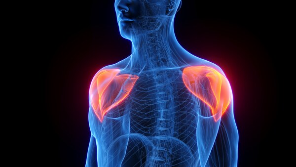 Deltoid muscle (deltoid muscle): Anatomy, function, exercises - FITBOOK