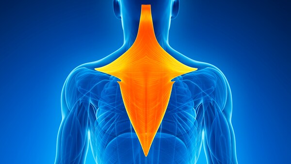Trapezius Muscle - Anatomy, Function, and Exercises- FITBOOK