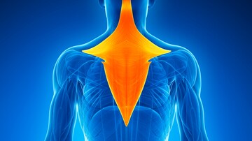 Trapezius Muscle - Anatomy, Function, and Exercises- FITBOOK