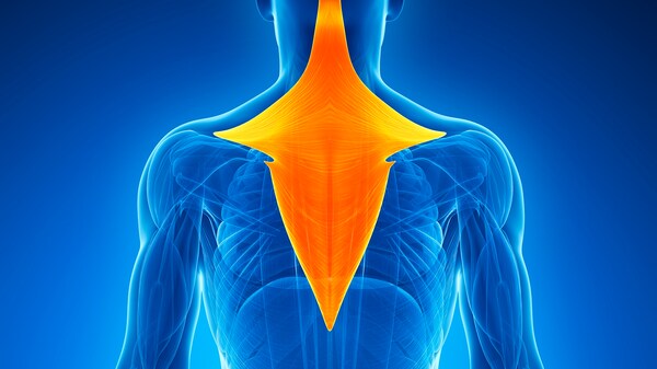Trapezius Muscle - Anatomy, Function, and Exercises- FITBOOK