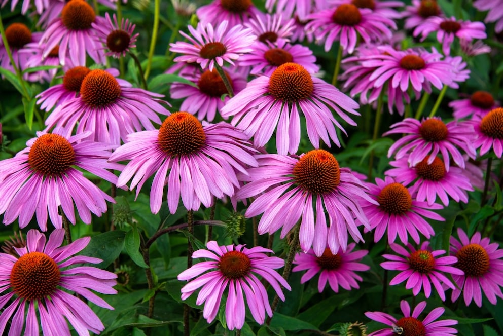 Echinacea for Healing — When the Medicinal Plant Can Help