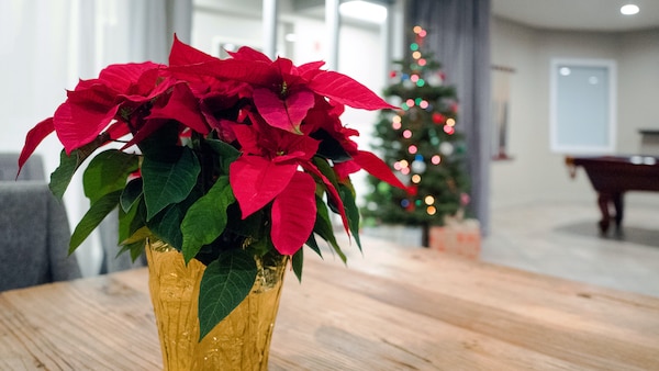 Christmas Flowers: Beautiful Varieties and Their Meanings
