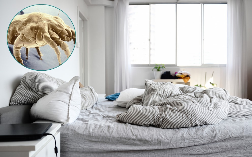 4 Tips to Combat Household Mites