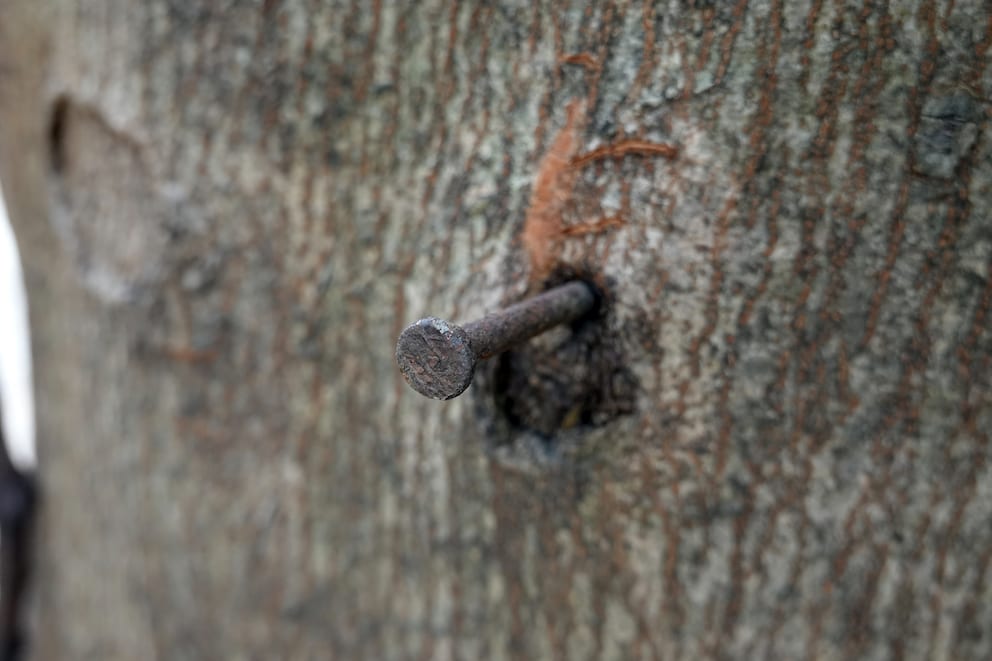 Can a single copper nail really kill an entire tree?