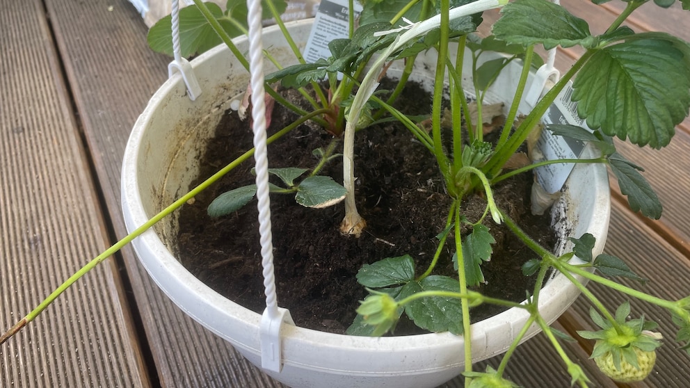 Planting Strawberries and Garlic as Companion Crops