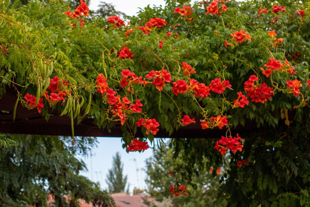 The Best Plants for Natural Shade in Your Garden