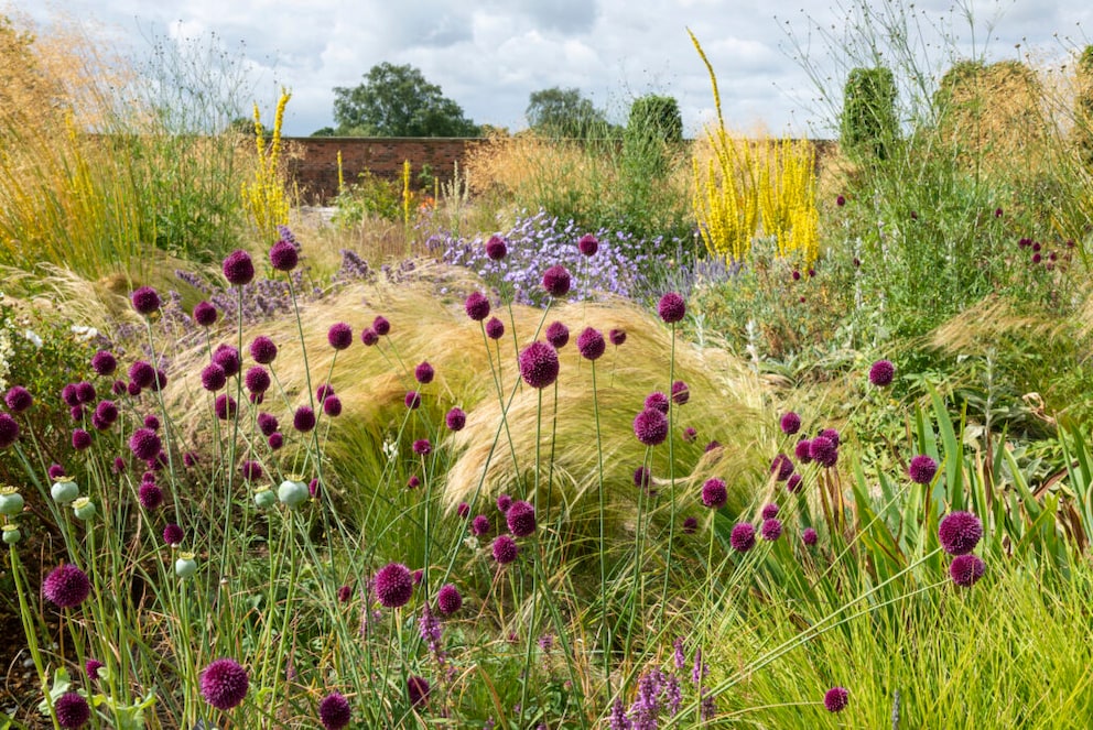 6 Hardy Perennials for Garden and Balcony