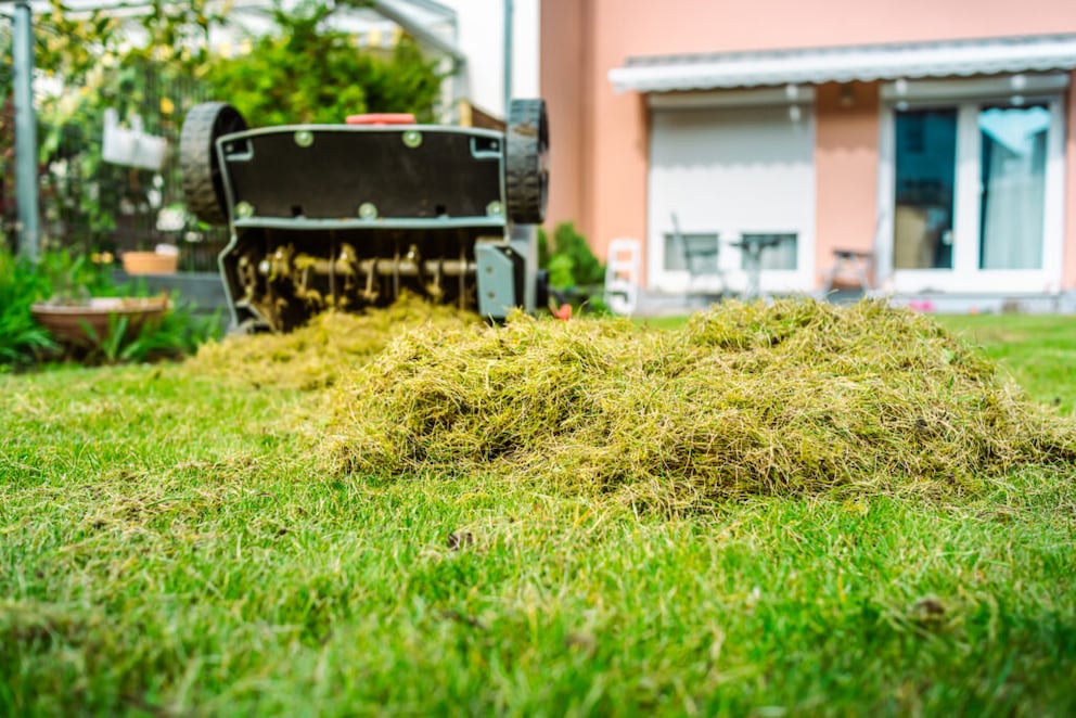Should you scarify your lawn in fall? A professional explains