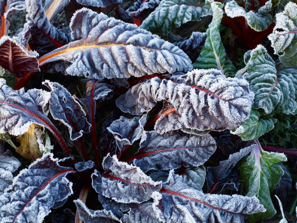 6 Winter Vegetables for Garden and Balcony to Plant in Fall