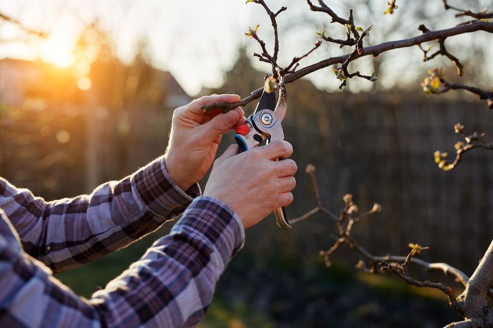 Pruning Apple Trees: Guide and Tips