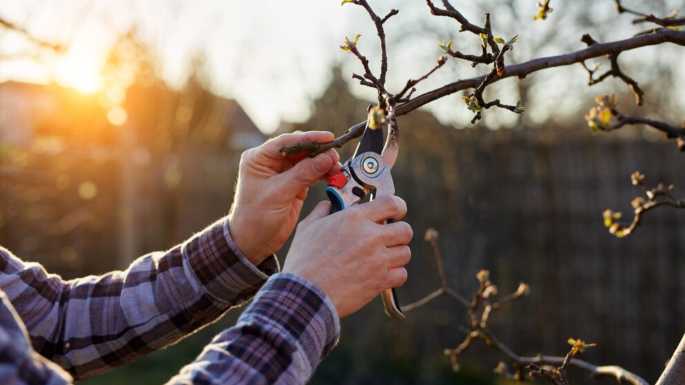 Pruning Apple Trees: Guide and Tips