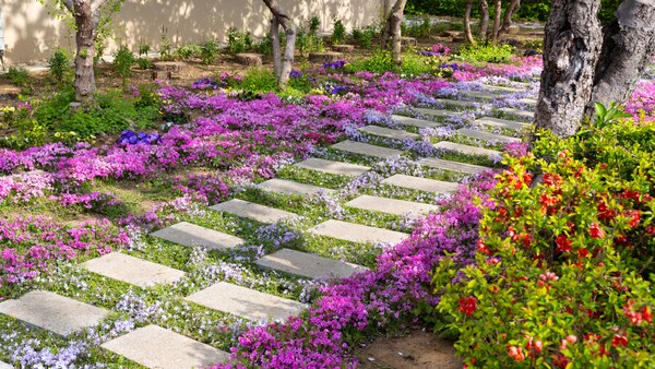 5 Fast-Growing Ground Covers for Your Garden