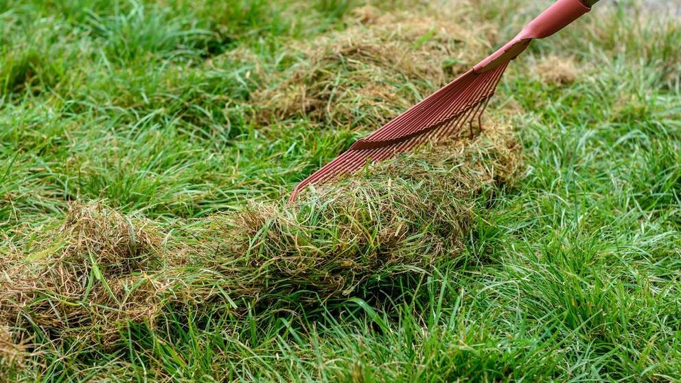Lawn Thatch in the Garden: Causes, Prevention, and Control