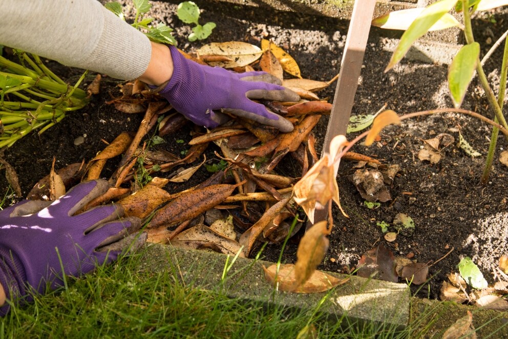Properly winterize the vegetable patch