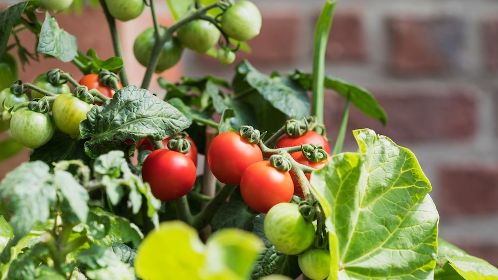 Three Key Aspects of Tomato Location - myHOMEBOOK