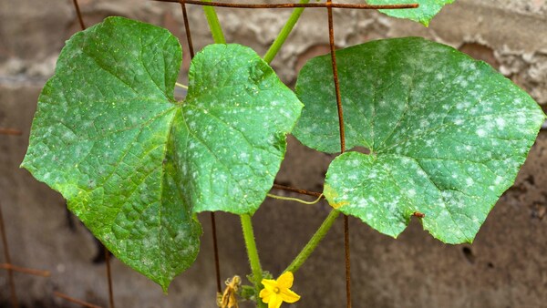 What You Can Do About Mildew on Cucumbers