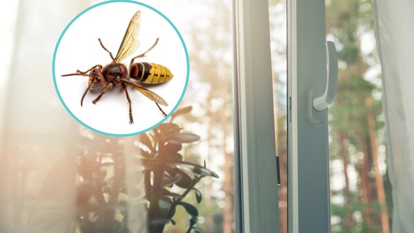 Hornet in the House? Here's What to Do