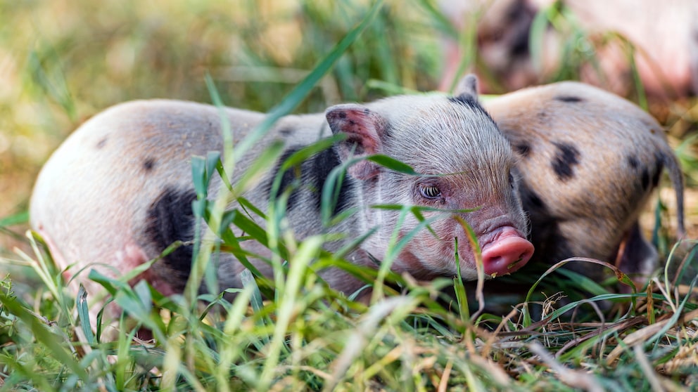 Can You Keep a Mini Pig in a Residential Area? - myHOMEBOOK