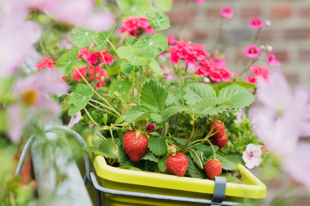 Planter Boxes with Water Reservoirs: Useful or Unnecessary?