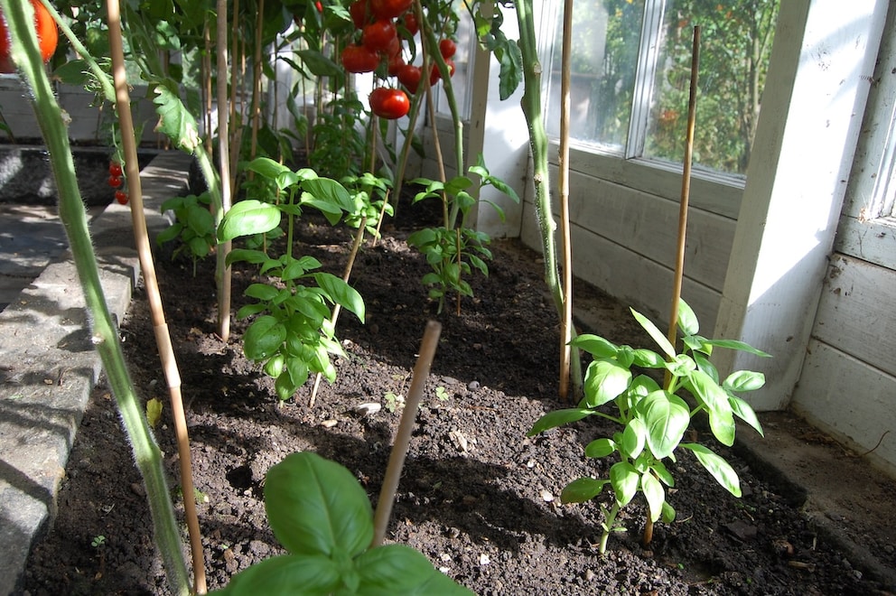 Why You Should Plant Tomatoes and Basil Together