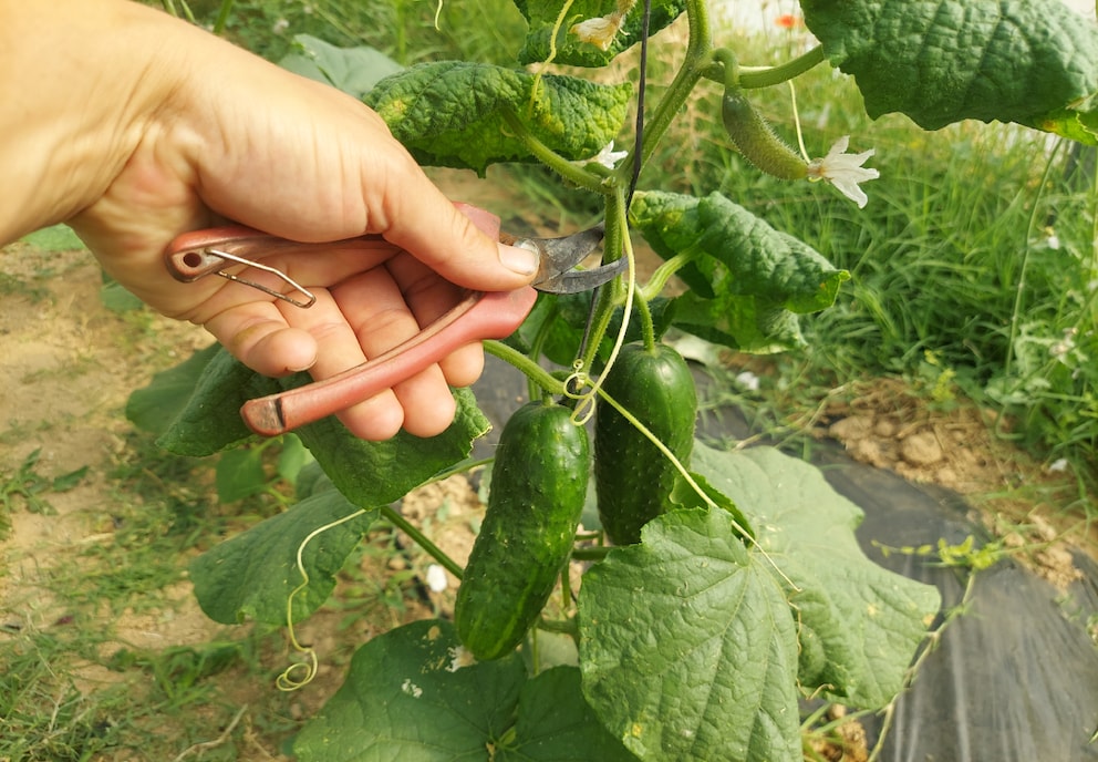 4 Mistakes to Avoid When Harvesting Cucumbers
