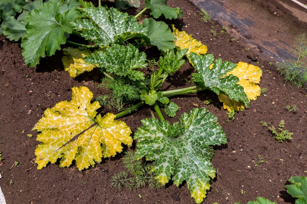 Why Zucchini Leaves Turn Yellow Myhomebook