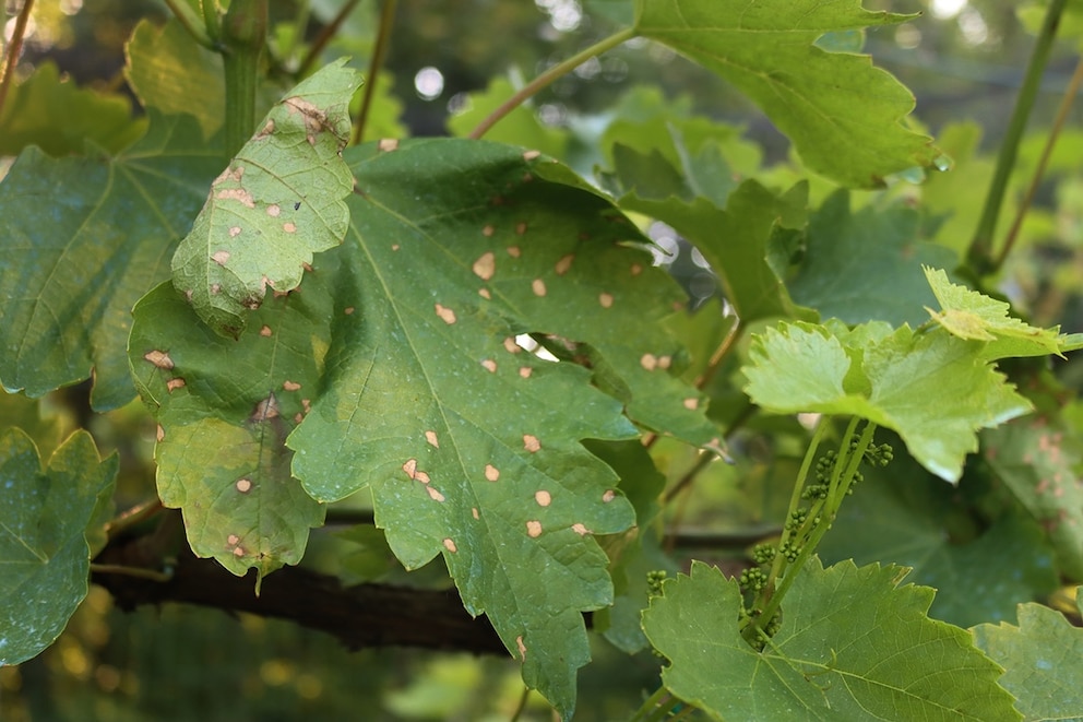 Identifying and Treating Black Rot