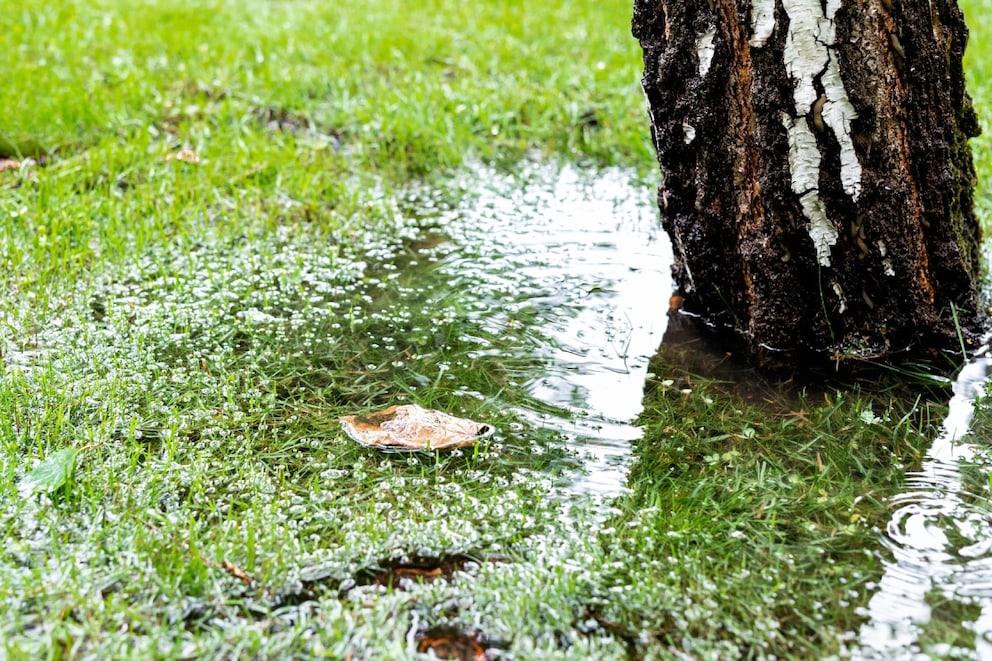 Expert Explains What to Do About Waterlogged Lawns