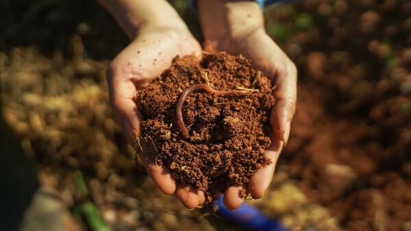 How to Determine Soil Type in Your Garden Yourself