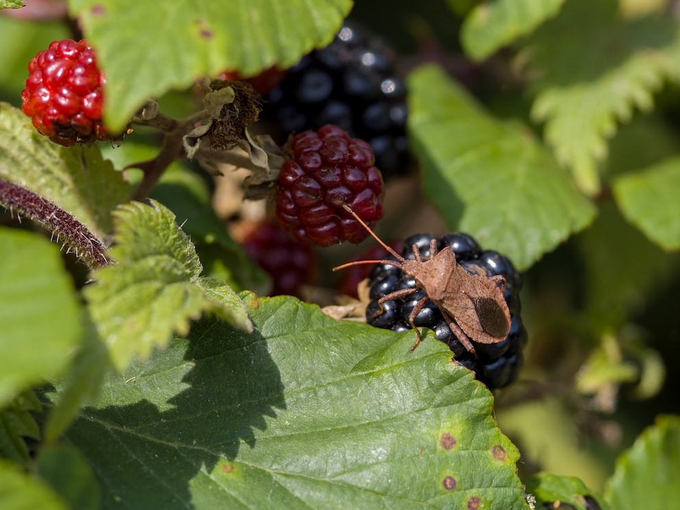 Bugs Can Make Blackberries Inedible - myHOMEBOOK