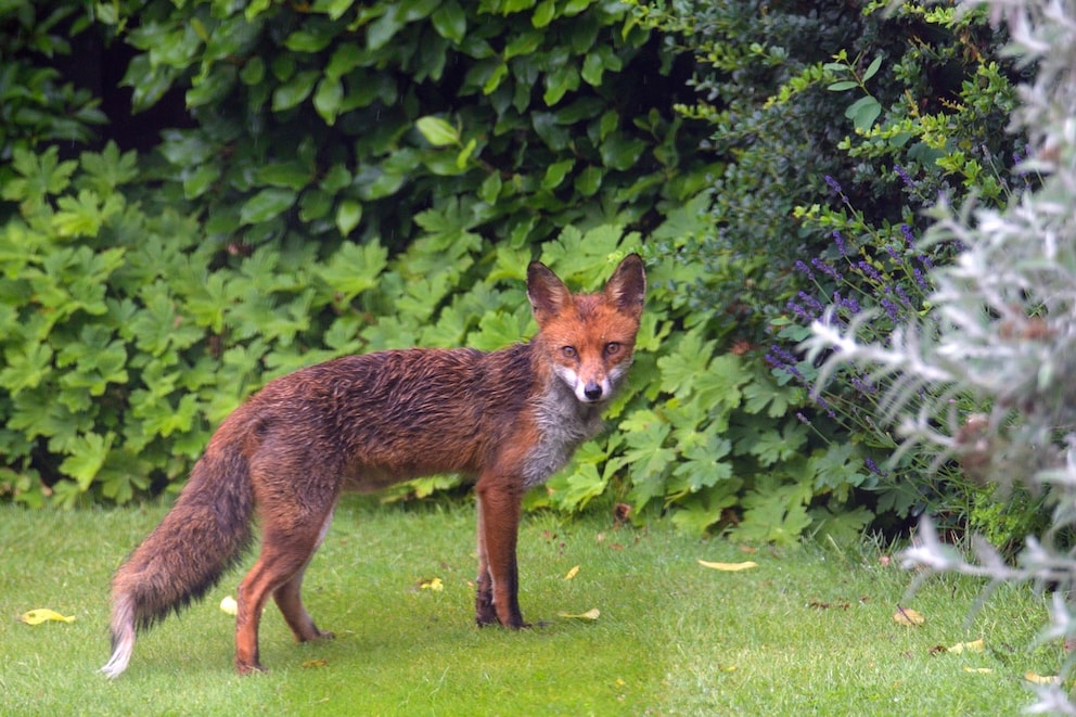 Fox Tapeworm in the Garden: How Garden Owners Can Protect Themselves