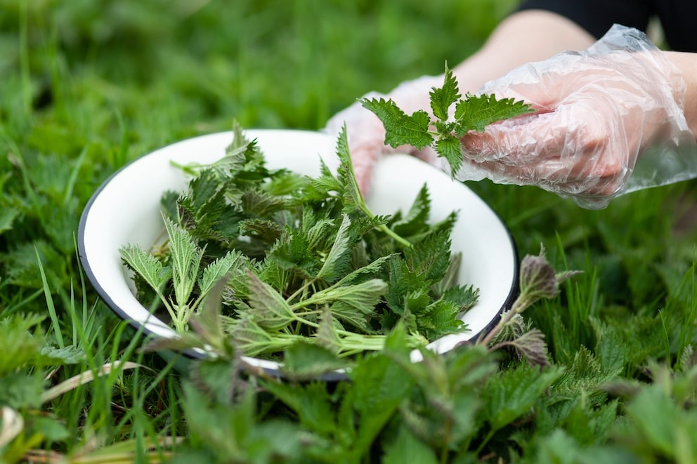 How to Use Nettles in the Kitchen