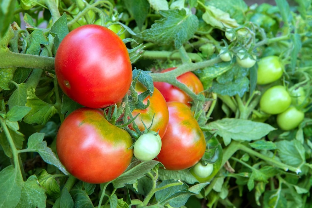 Recognizing and Preventing Green Shoulders in Tomatoes