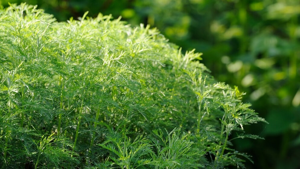 How to Make a Delicious Lemonade from Cola Herb - myHOMEBOOK