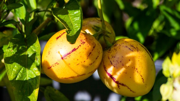 Planting Melon Pear in the Garden: Location, Soil, Care