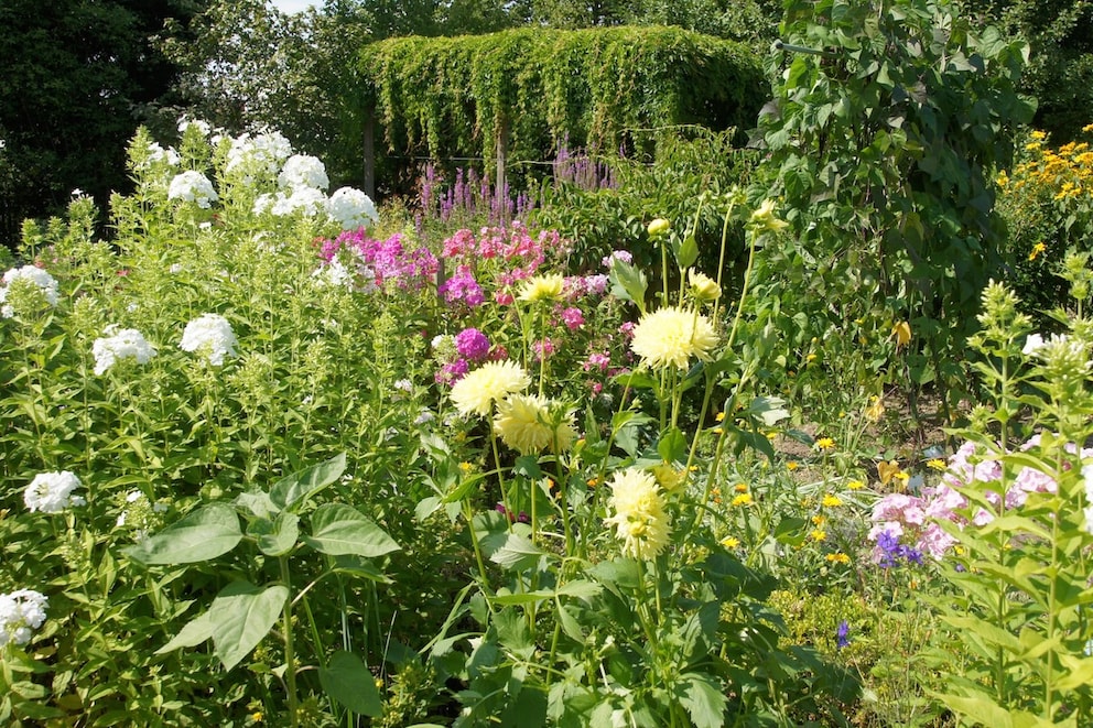 The Benefits of Perennial Mixes in the Garden