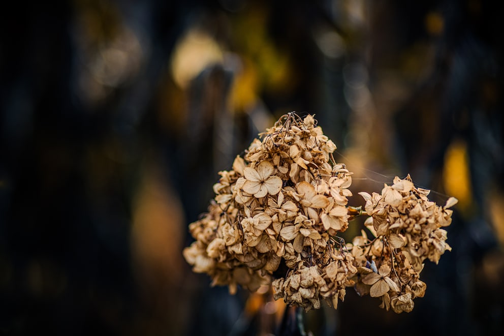 Hydrangea Losing Leaves? Here Are the Causes