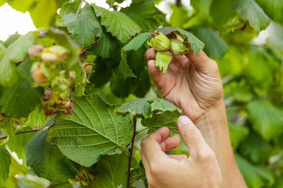 How to Harvest, Dry, and Store Hazelnuts Properly