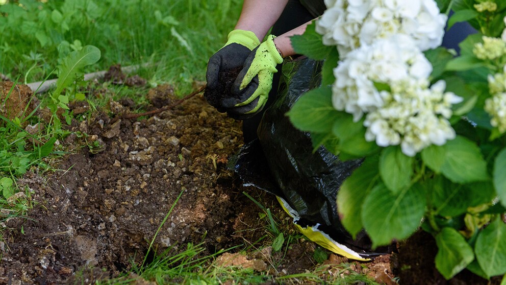 How Useful Is Hydrangea Soil Really?