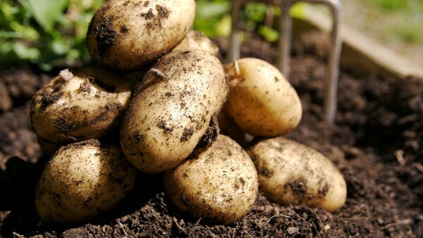 Fertilizing Potatoes Correctly: Timing, Nutrients, Tips
