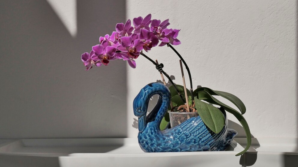 Suitable Locations for Orchids