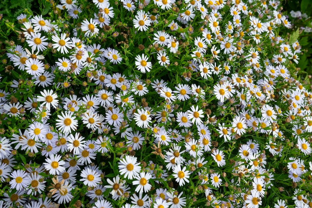 The Perennial of the Year 2026 - myHOMEBOOK