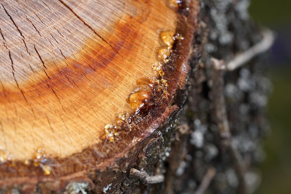 How to Remove Tree Resin from Hands and Clothing
