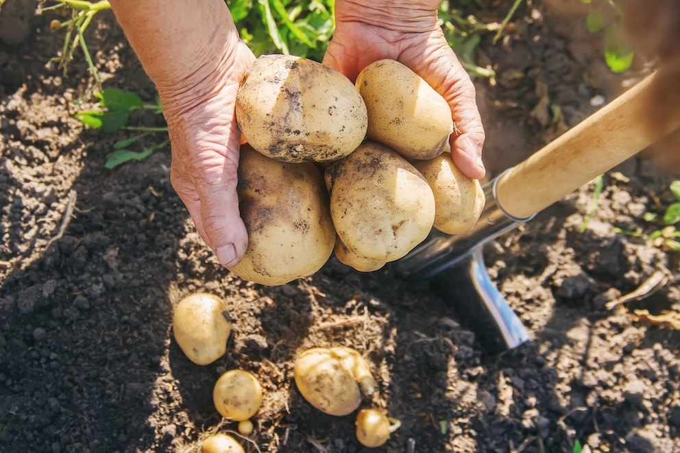 Planting Potatoes in Fall Using the "Irish Method"
