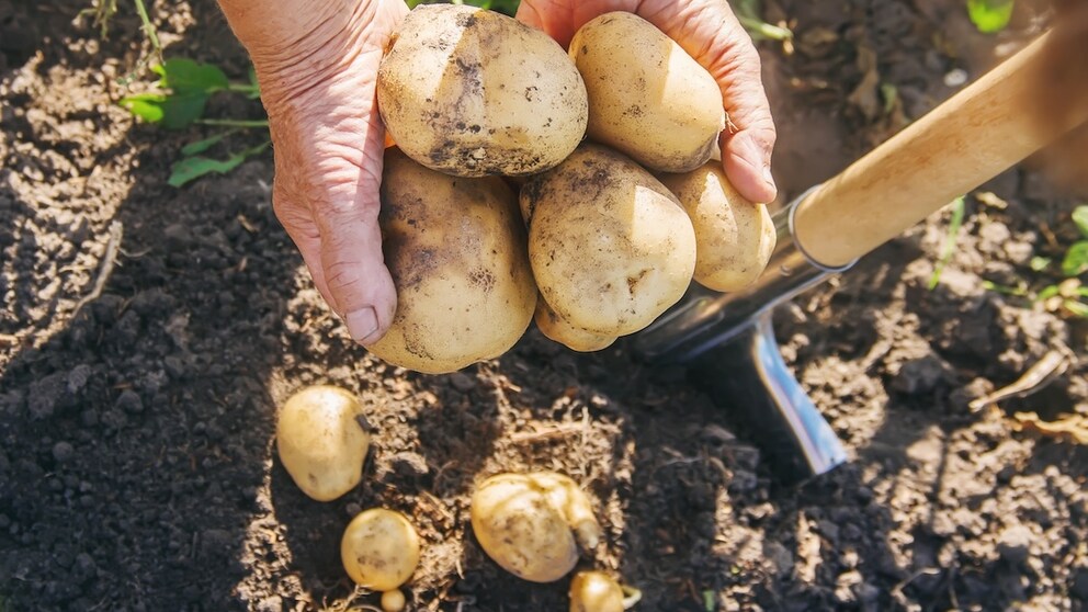 Planting Potatoes in Fall Using the "Irish Method"
