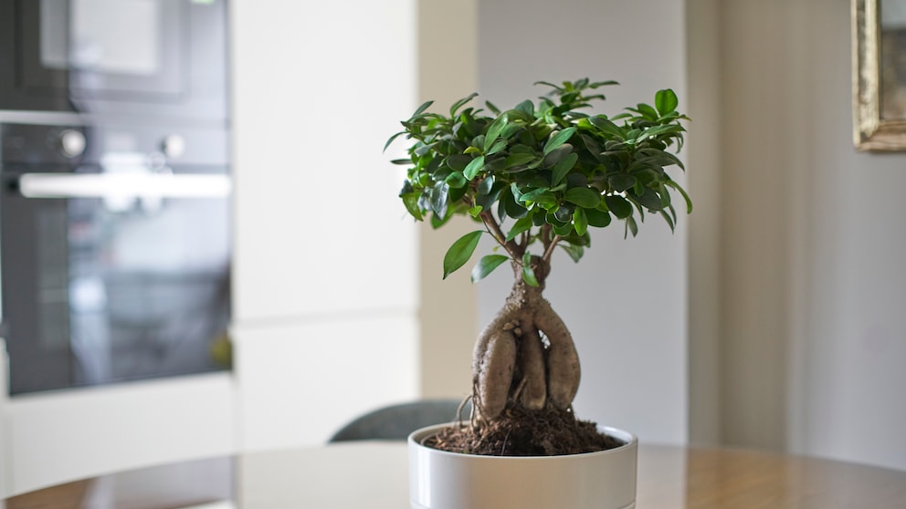 Bonsai for Beginners: These Varieties Are Especially Suitable