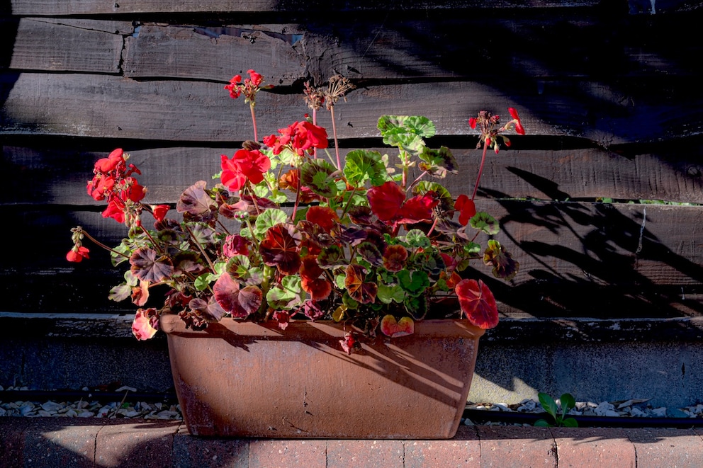 Overwintering Geraniums: How Much Cold Can They Tolerate?