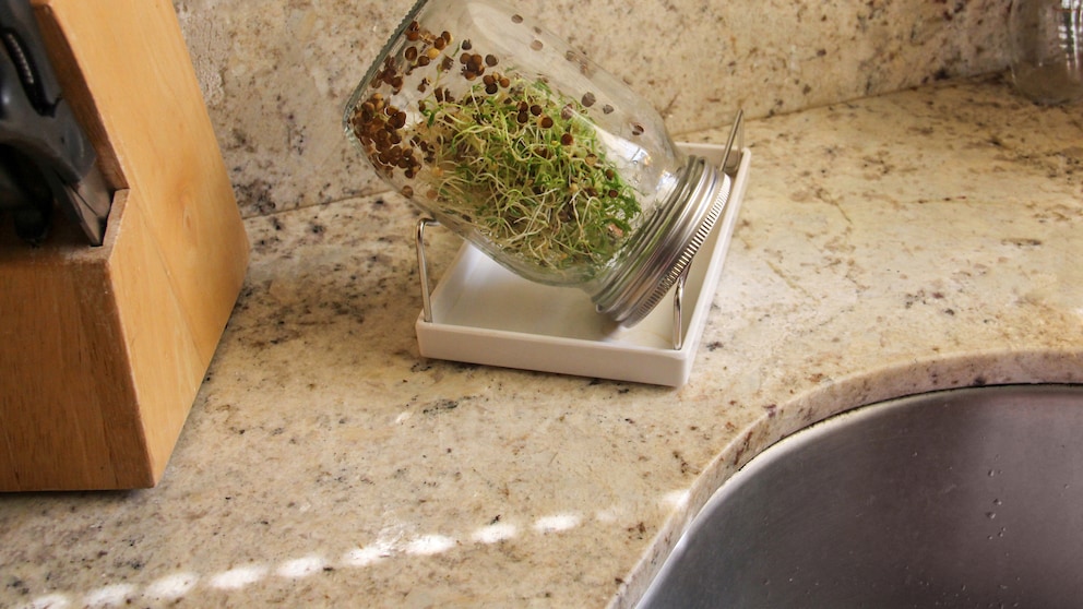 How to Easily Grow Your Own Alfalfa Sprouts