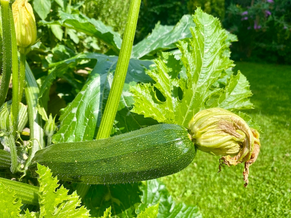 What to Consider When Starting Zucchini Indoors