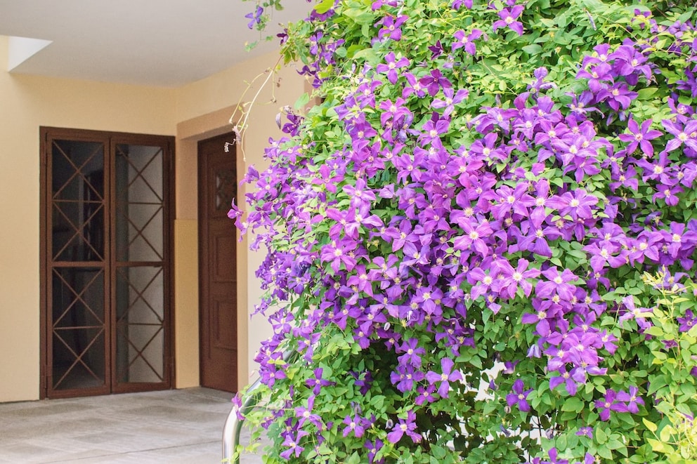 How to Green Partition Walls in a Row House Garden